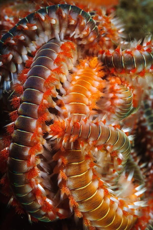 Bearded fireworm stock image. Image of fire, hierro, diving - 33946605