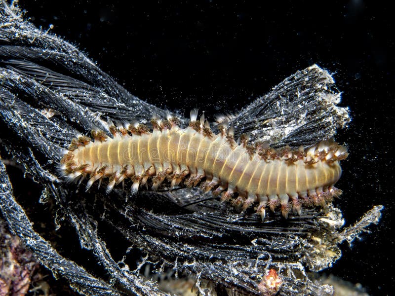 The Bearded Fireworm, Hermodice Carunculata Stock Image - Image of ...