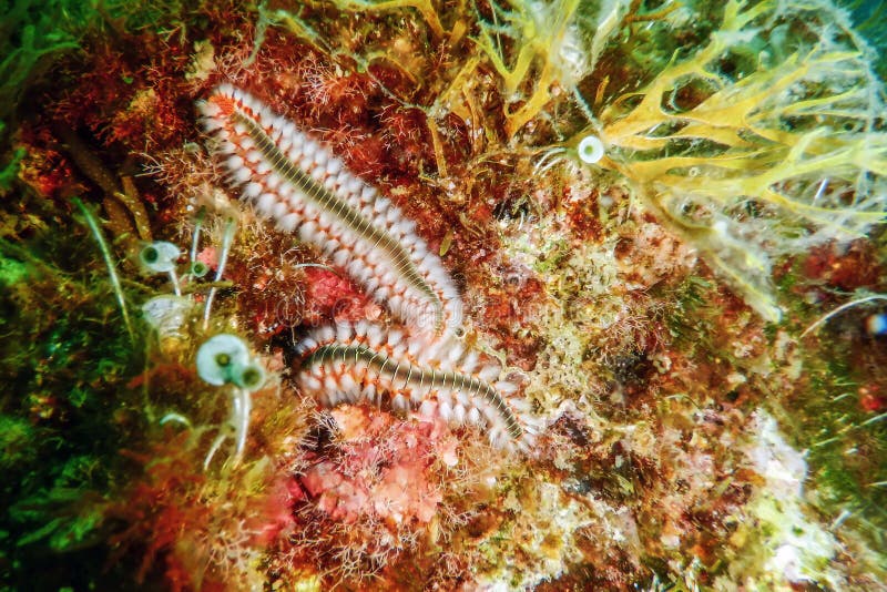 Bearded Fireworm Hermodice Carunculata Underwater Mediterranean Sea ...