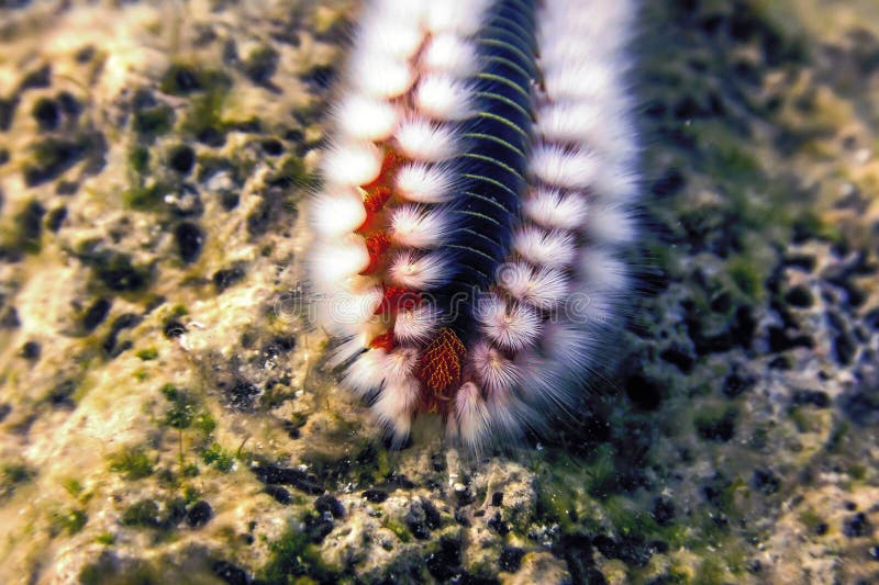 Bearded Fireworm (Hermodice Carunculata Stock Image - Image of life ...