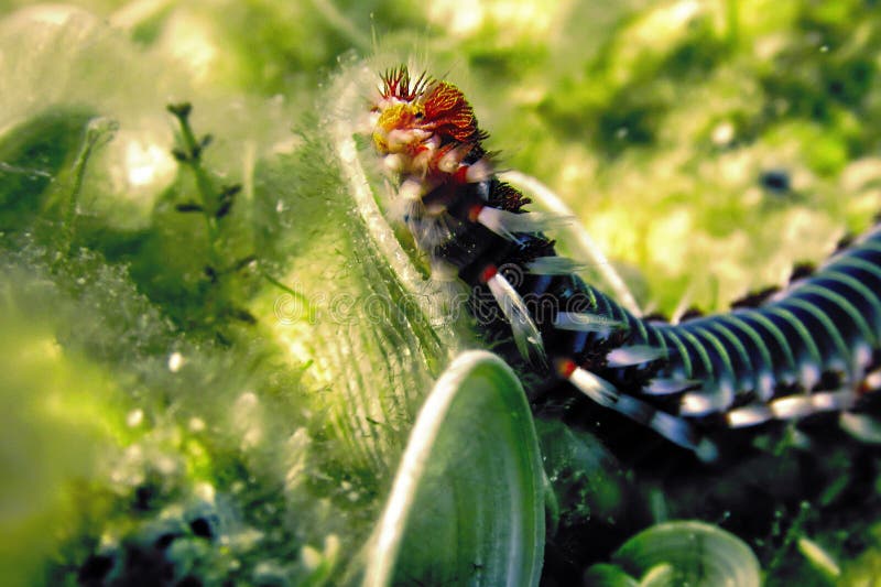 Bearded Fireworm (Hermodice Carunculata Stock Photo - Image of world ...