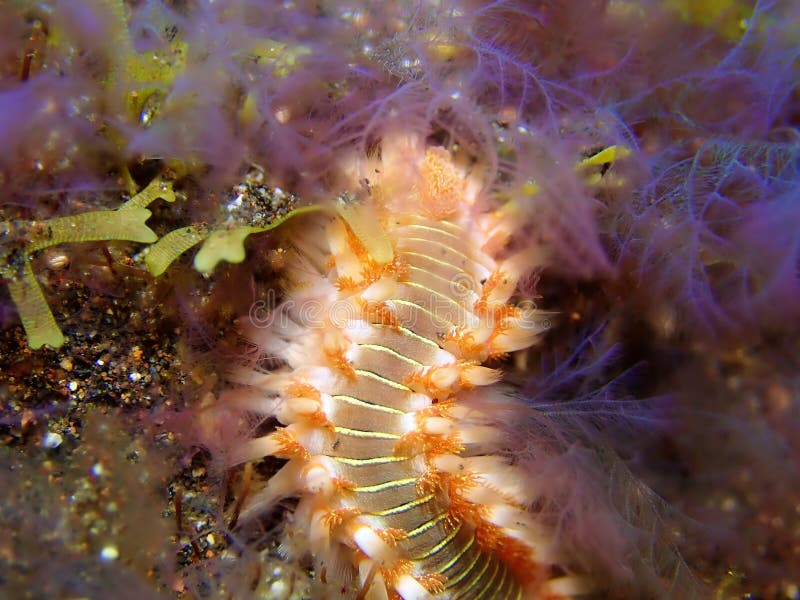 Bearded Fireworm - a Type of Marine Bristleworm, Underwater in El ...