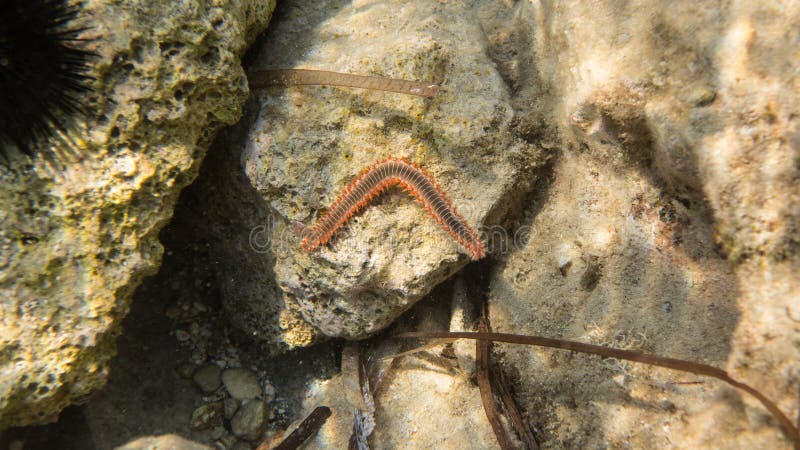 Bearded fireworm stock photo. Image of mediterranean - 56974130