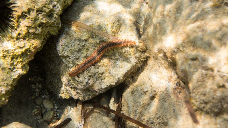 Bearded fireworm stock photo. Image of greece, dive, bearded - 56974424