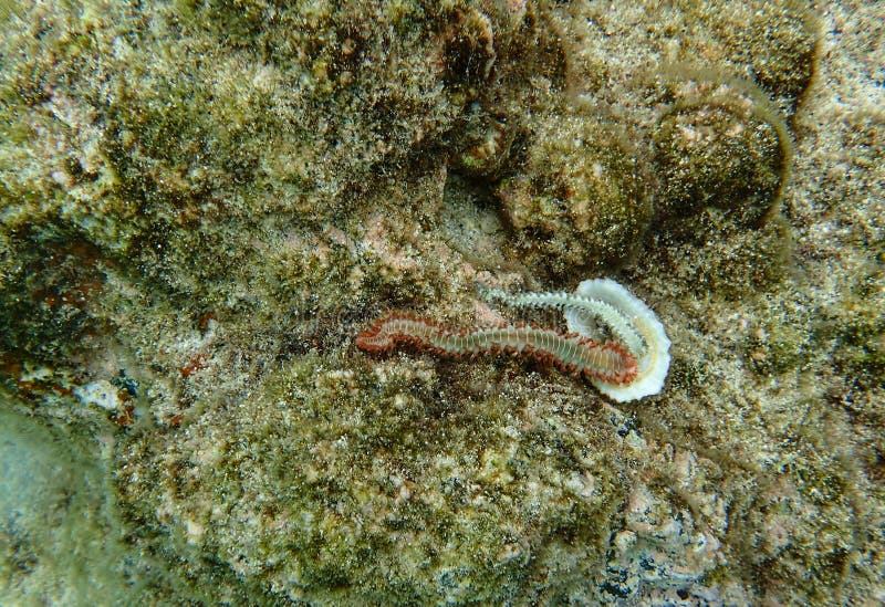 Bearded Clam Matures Stock Photos - Free & Royalty-Free Stock Photos ...