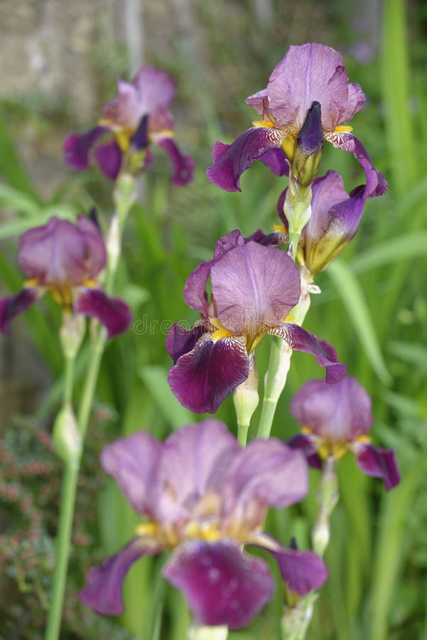 Bearded or German Iris stock photo. Image of plant, lilac - 204847362