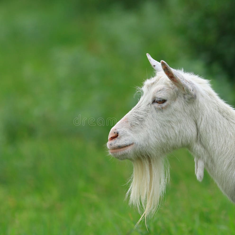 13+ Bearded goat Free Stock Photos - StockFreeImages