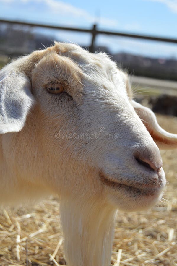 Close Up Of Goat`s Eye. Close Up Of A Goat`s Nose And Mouth. Stock ...