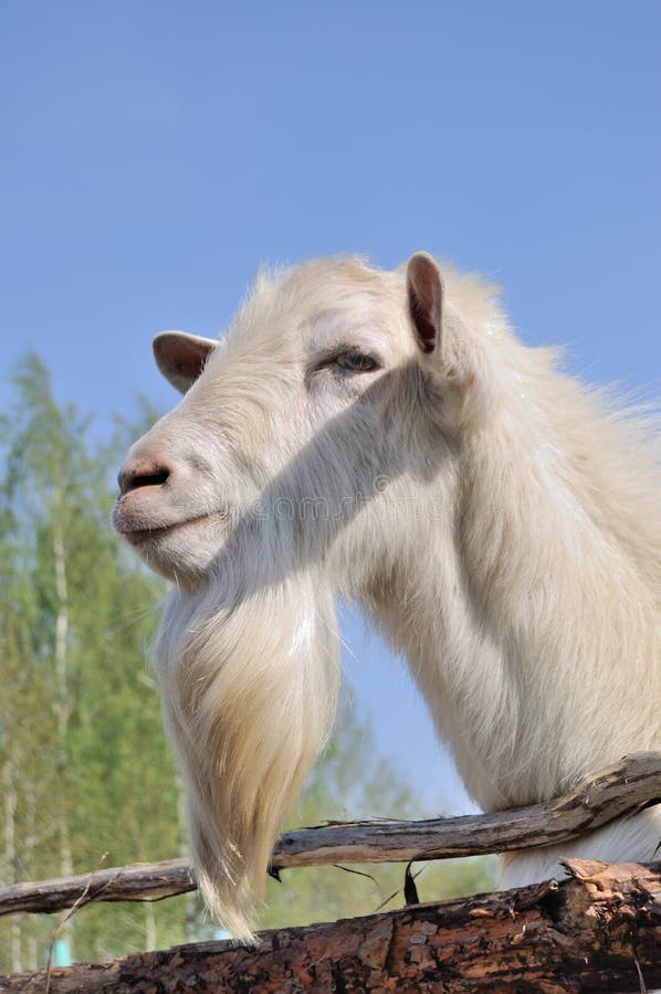 13+ Bearded goat Free Stock Photos - StockFreeImages