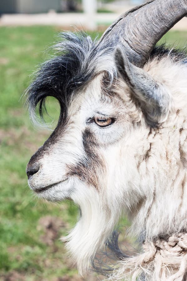 Bearded goat stock photo. Image of rural, outdoor, sharp - 30993686