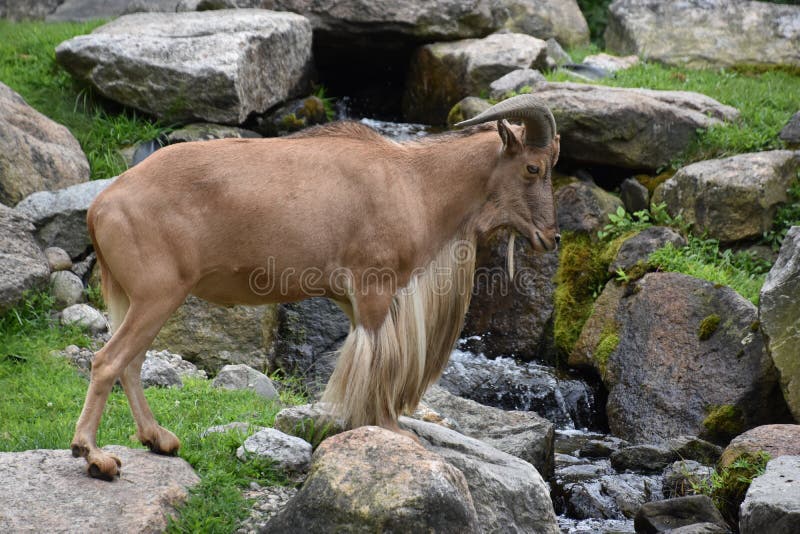 125 Bearded Billy Goat Stock Photos - Free & Royalty-Free Stock Photos ...