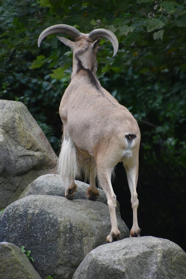 Bearded Goat stock image. Image of brown, wildlife, bearded - 104148061