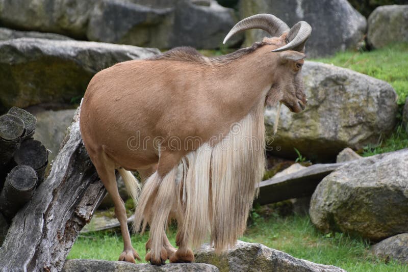 Bearded Goat stock photo. Image of bearded, rock, antler - 104148156