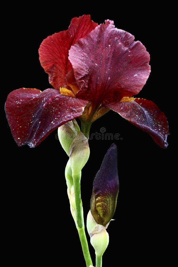 Wet Purple Bearded Iris stock photo. Image of pastel - 31108784