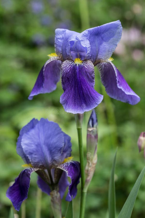 Bearded Iris with Blue Flowers Stock Photo - Image of meadow, iris ...