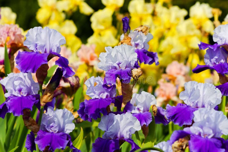 Bearded iris stock photo. Image of close, intensive, flowering - 54860836
