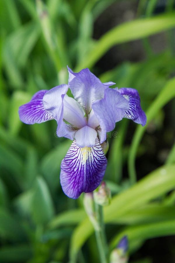The Bearded Iris Iris Barbata Stock Image - Image of blooming, flora ...