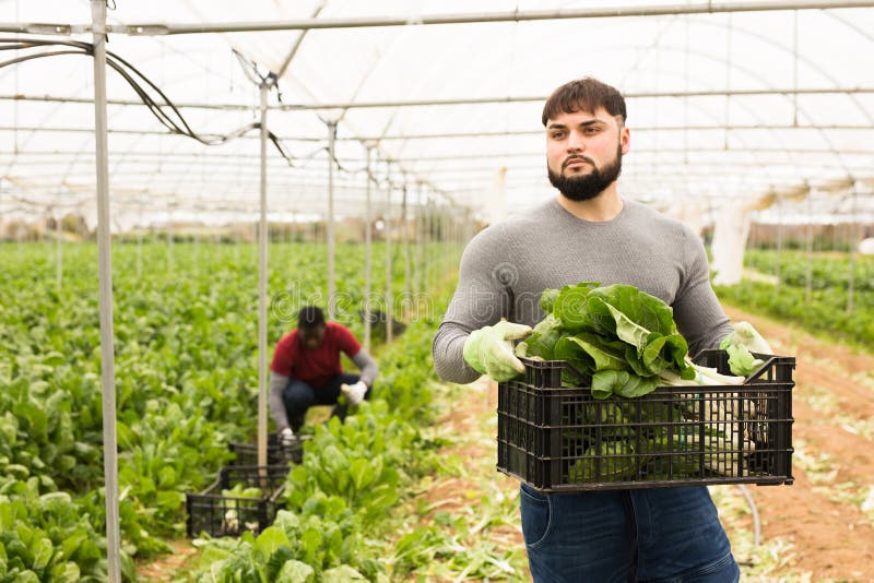 Bearded Man Carrying Crates with Swiss Chard Stock Image - Image of ... Bearded Man Carrying Crates with Swiss Chard Stock Image - Image of ...