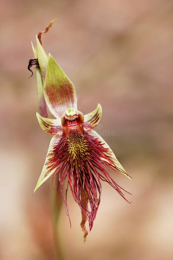 Bearded Orchid stock image. Image of bearded, flower - 231420517