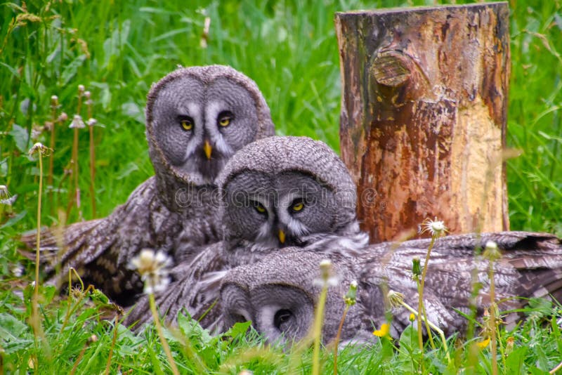 Bearded Owl, Bearded Owl Snowy Owl Stock Image - Image of adult, head ...