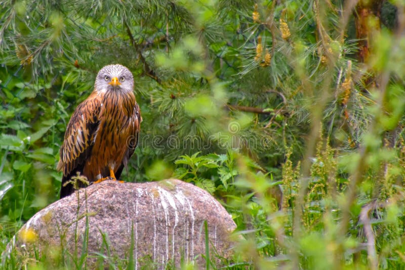 Bearded Owl, Bearded Owl Snowy Owl Stock Photo - Image of snowy, eyes ...