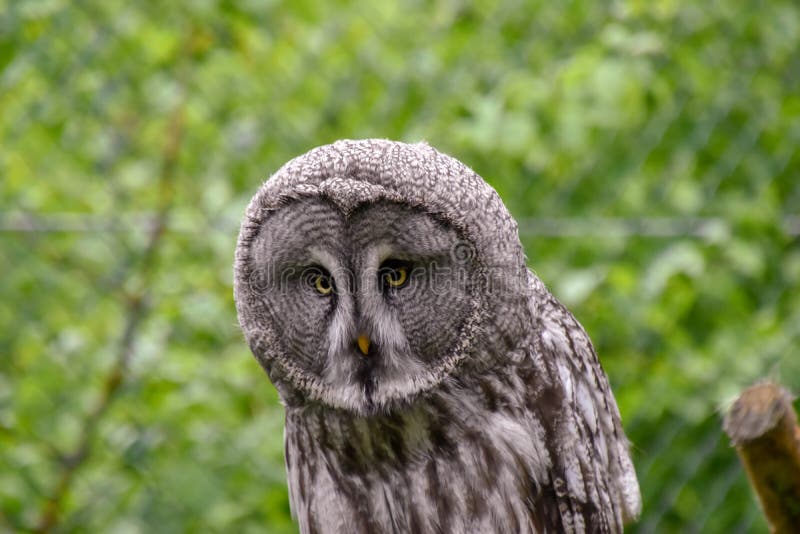 Bearded Owl, Bearded Owl Snowy Owl Stock Photo - Image of nocturnal ...