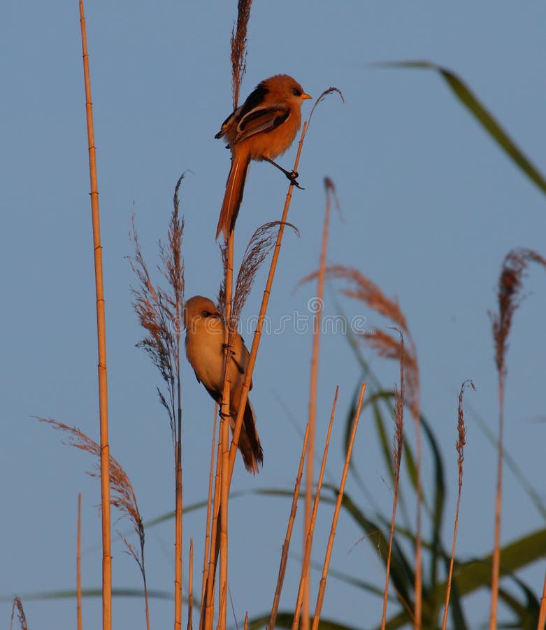 Bearded Parrotbills in Warm Sunrise Light Stock Image - Image of ...