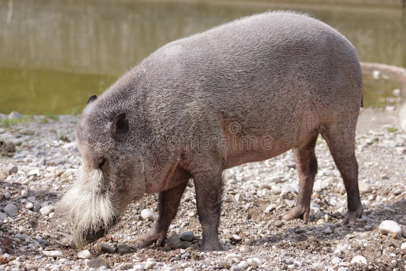 Bearded pig stock photo. Image of bornean, river, bearded - 20621442