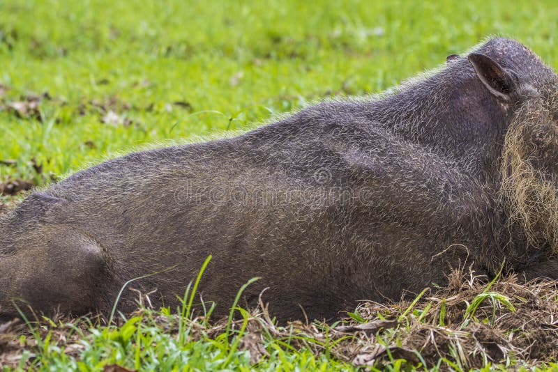 Bearded Pig in Borneo Bako National Park Malaysia Stock Photo - Image ...
