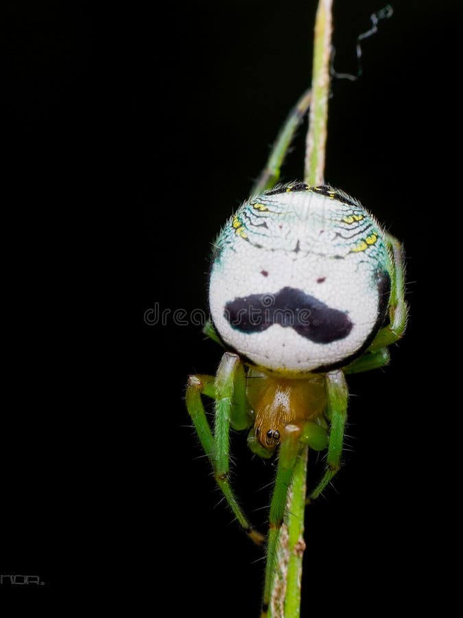 Bearded Potato Chips stock photo. Image of amphibian - 187542398