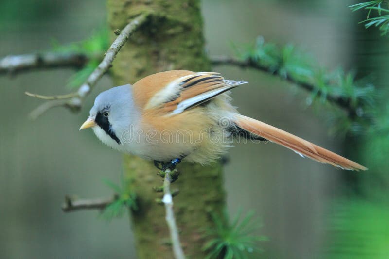Bearded Reedling, Panurus Biarmicus. a Female Bird Sits on a Reed Leaf ...