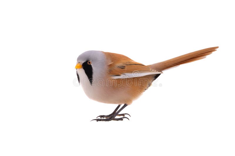 Bearded Reedling is Isolated on White Background Stock Photo - Image of ...