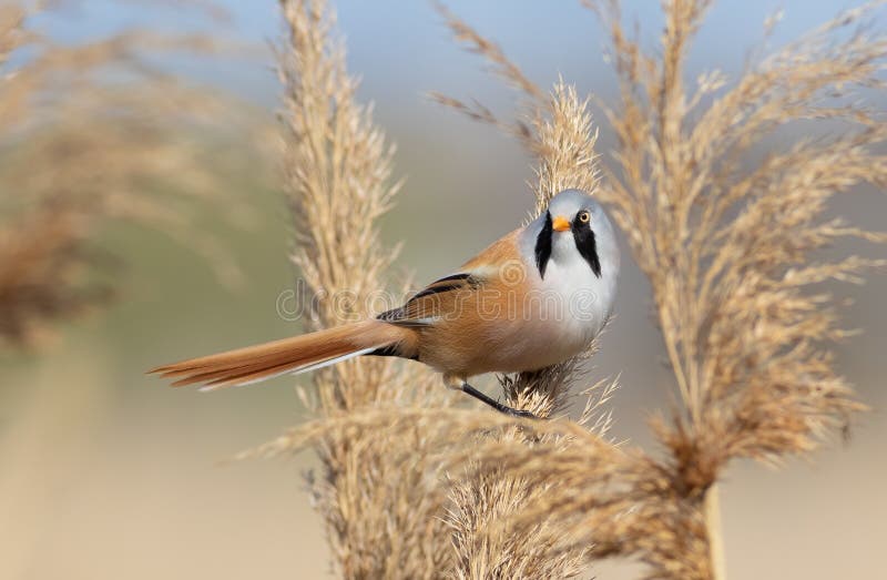 Bearded Reedling, Panurus Biarmicus. a Bird Sits on the Fluffy Top of a ...