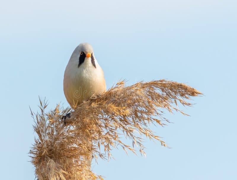 Bearded Reedling, Panurus Biarmicus. a Bird Sits on Top of a Reed Stock ...