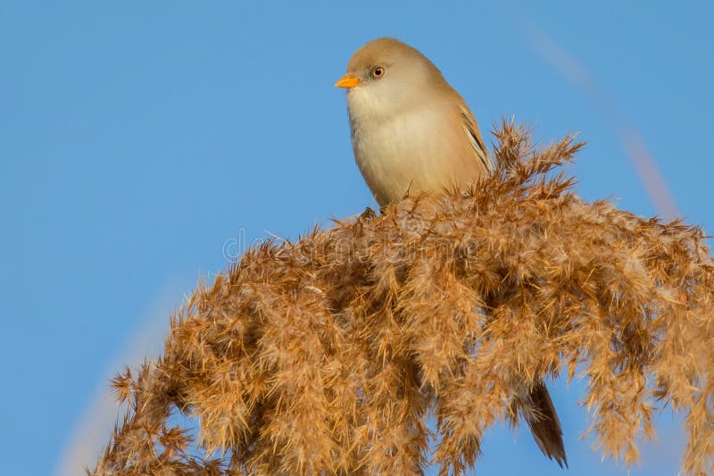Bearded Reedling - Panurus Biarmicus Stock Image - Image of animalia ...