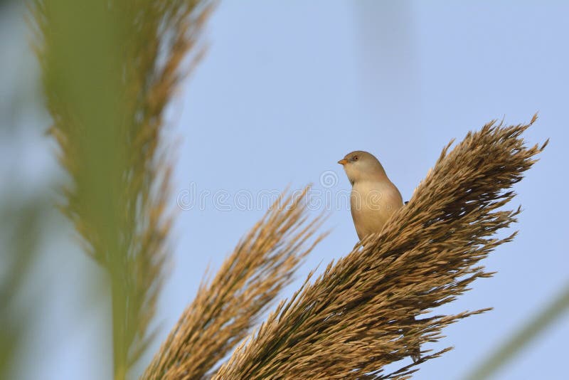 Bearded Reedling, Greece stock photo. Image of birds - 169443066