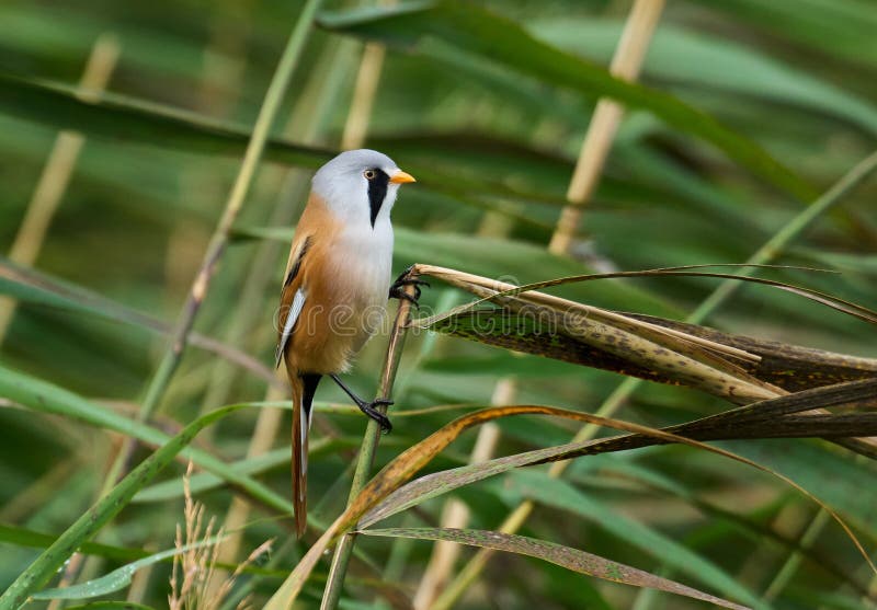 Bearded Reedling (Panurus Biarmicus) Stock Image - Image of reedling ...