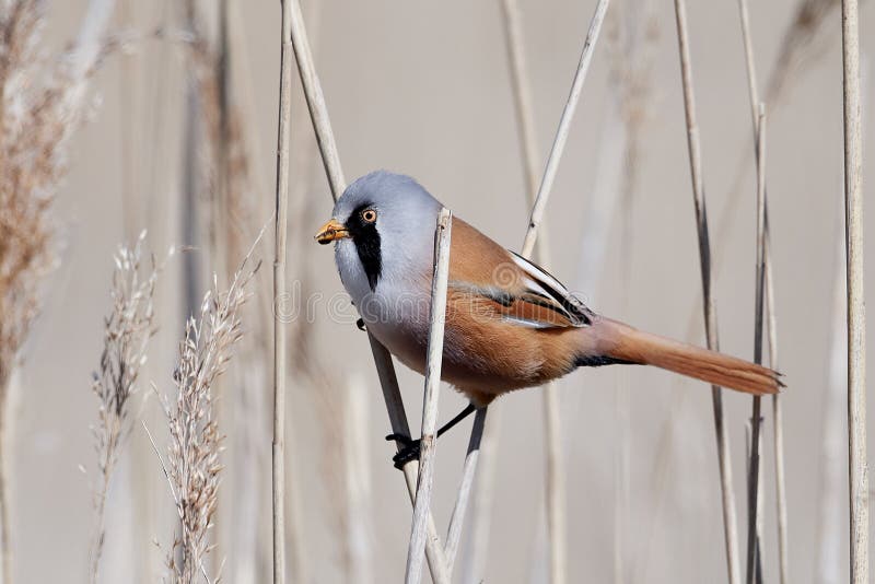 Bearded Reedling (Panurus Biarmicus) Stock Image - Image of reedling ...