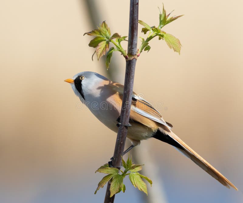 Bearded Reedling, Panurus Biarmicus. the Male Sits on a Tree Branch ...