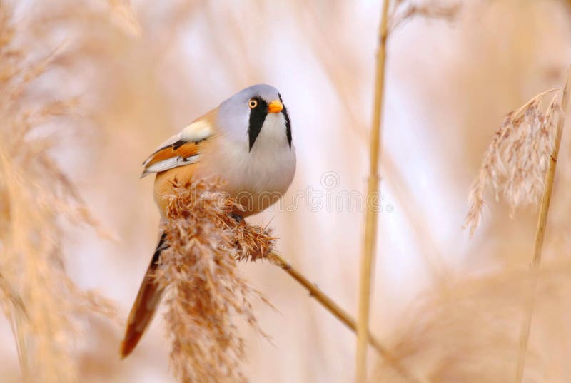Bearded Reedling Panurus Biarmicus on Reed Stock Photo - Image of ...
