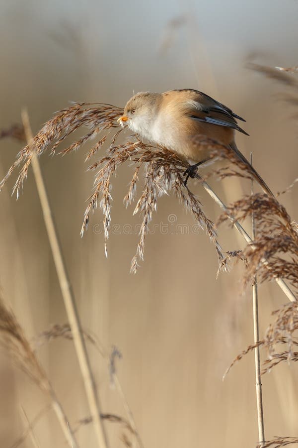 The Bearded Reedling (Panurus Biarmicus) Stock Image - Image of habitat ...