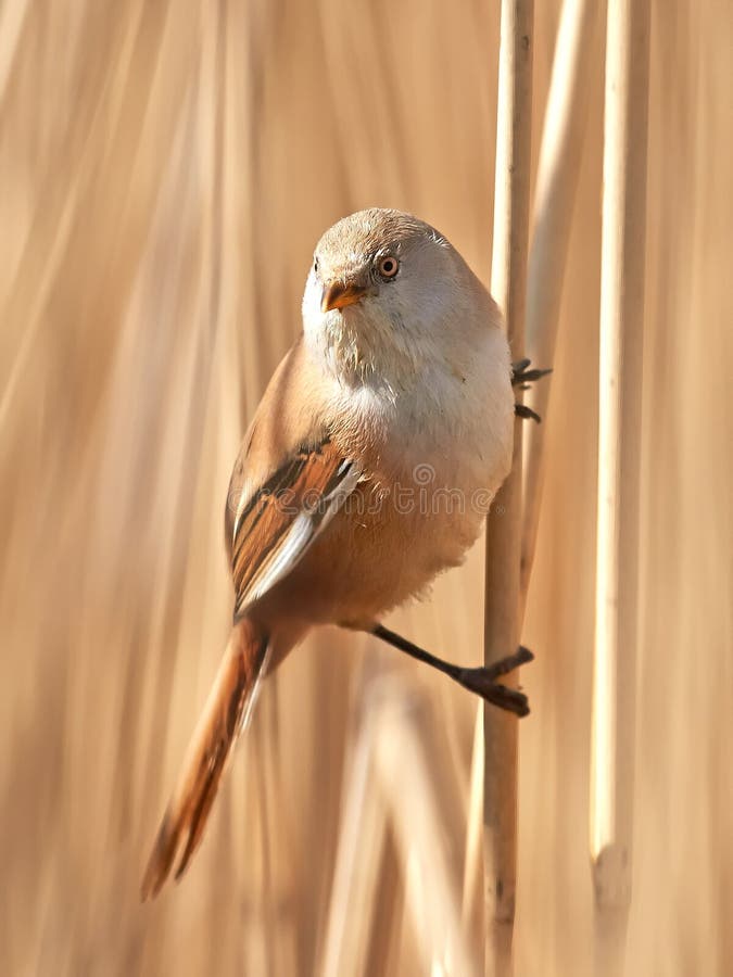 Bearded Reedling (Panurus Biarmicus) Stock Image - Image of habitat ...