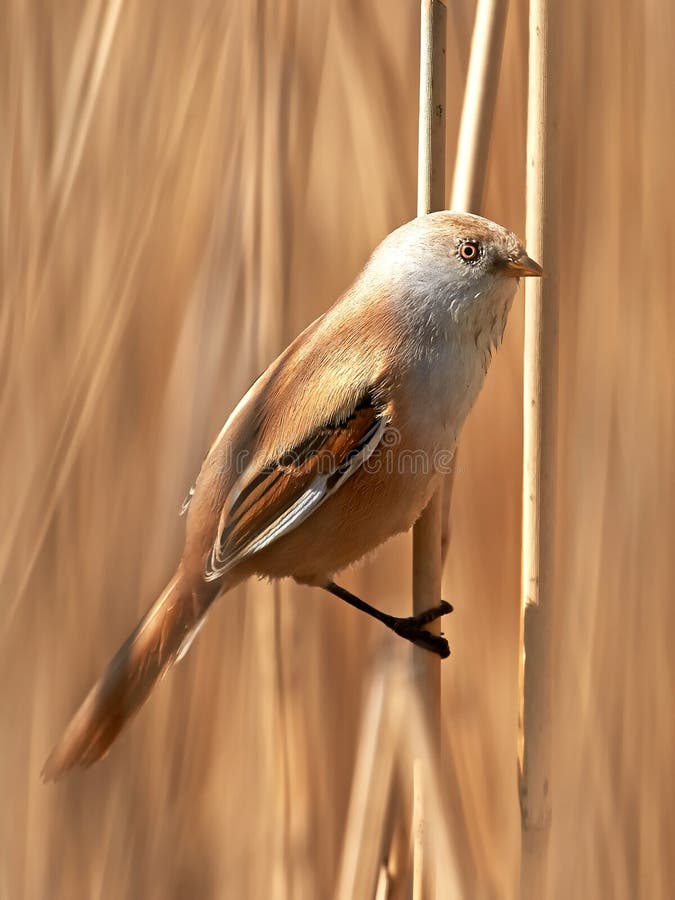 Bearded Reedling (Panurus Biarmicus) Stock Image - Image of resting ...
