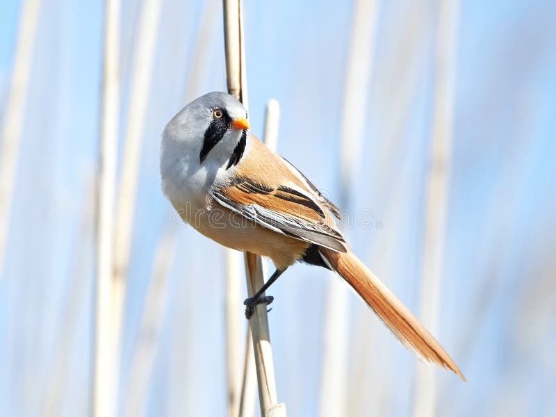 Bearded Reedling (Panurus Biarmicus) Stock Image - Image of nature ...