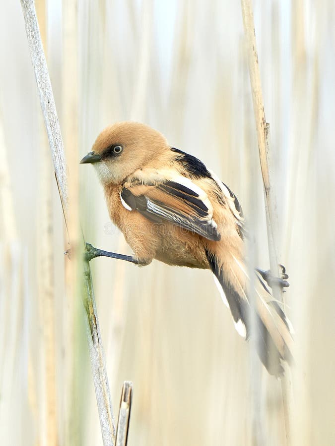 Bearded Reedling (Panurus Biarmicus) Stock Photo - Image of beak ...