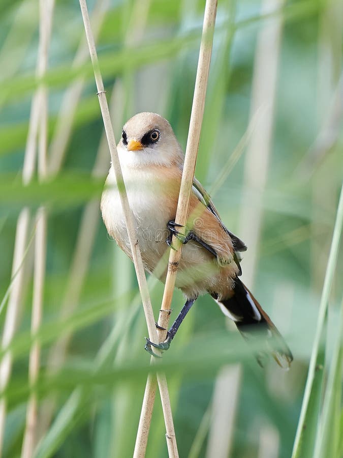 Bearded Reedling (Panurus Biarmicus) Stock Image - Image of reedling ...
