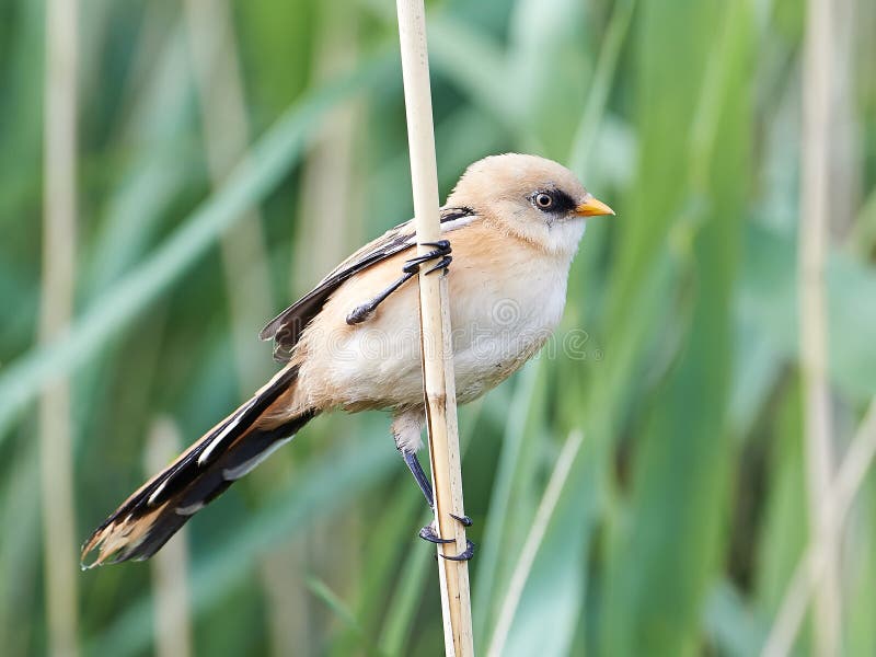 Bearded Reedling (Panurus Biarmicus) Stock Image - Image of emberizidae ...