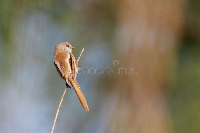Bearded Reedling Perched on a Twig. Panurus Biarmicus Stock Photo ...