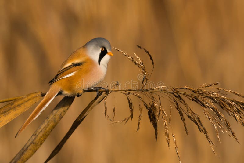 Bearded reedling in reeds stock photo. Image of europe - 87291530