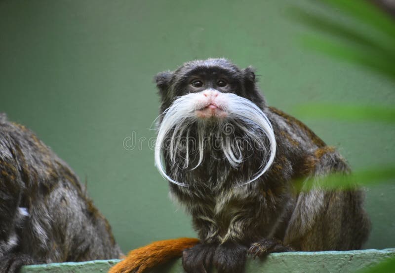 Bearded Tamarin Monkey Perched on a Shelf Stock Photo - Image of ...